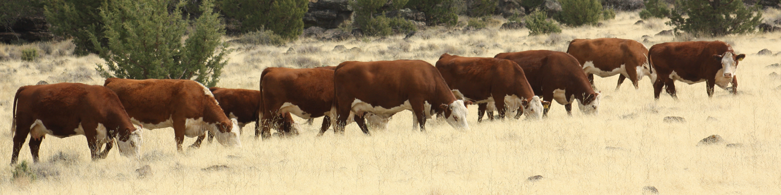 For Sale - Lambert Ranch Herefords - Herefords in Oroville, California